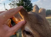 BooBoo | The Urban Rescue Ranch Wiki | Fandom