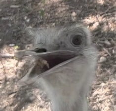 Karen | The Urban Rescue Ranch Wiki | Fandom