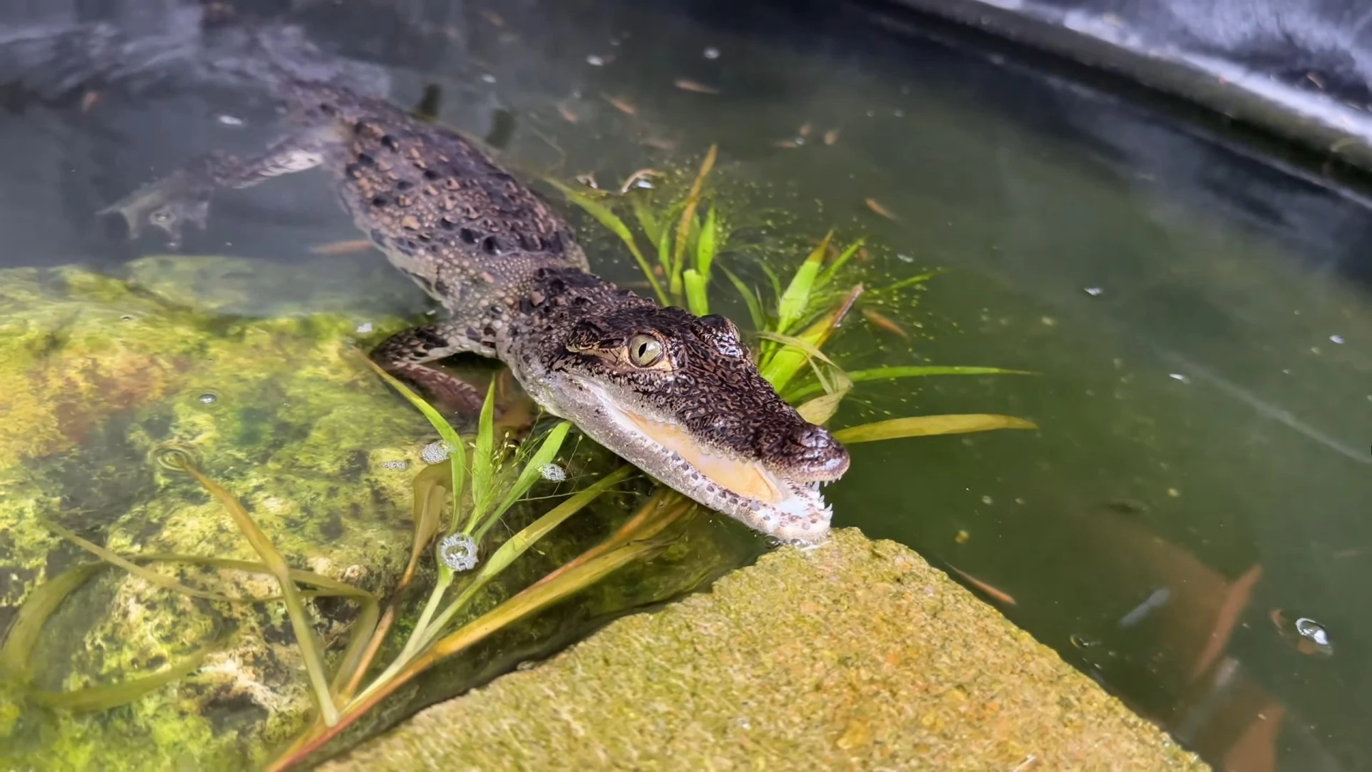 Discuss Everything About The Urban Rescue Ranch Wiki | Fandom