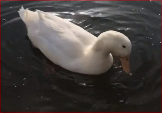 Morton | The Urban Rescue Ranch Wiki | Fandom