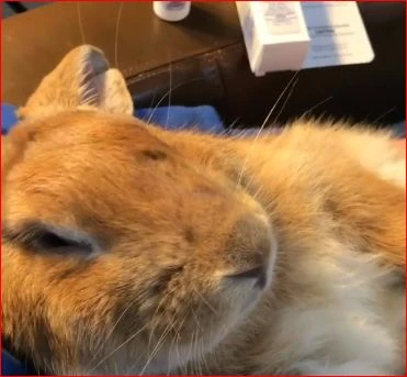 Big Chungus | The Urban Rescue Ranch Wiki | Fandom