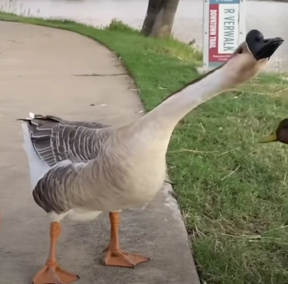 Darth Vader | The Urban Rescue Ranch Wiki | Fandom