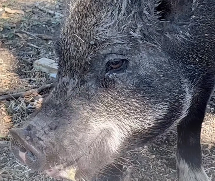 Loretta | The Urban Rescue Ranch Wiki | Fandom