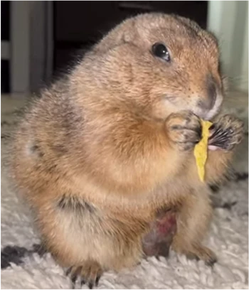 Big Ounce | The Urban Rescue Ranch Wiki | Fandom