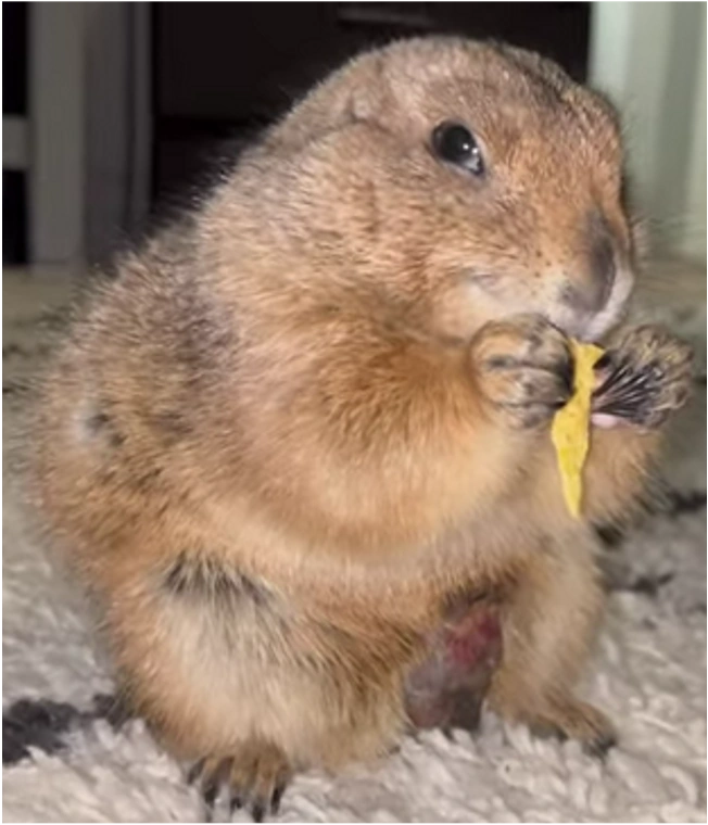 Category:Main Characters | The Urban Rescue Ranch Wiki | Fandom