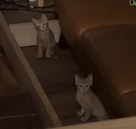 Two Tabby Kittens | The Urban Rescue Ranch Wiki | Fandom