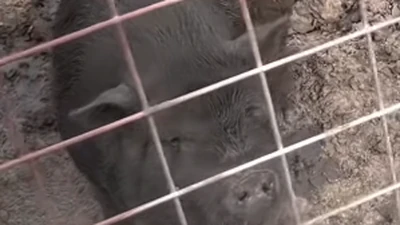 Discuss Everything About The Urban Rescue Ranch Wiki | Fandom