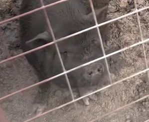 Petunia | The Urban Rescue Ranch Wiki | Fandom