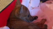 BooBoo (Coyote) | The Urban Rescue Ranch Wiki | Fandom