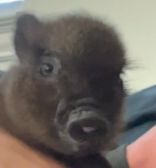 El Chapo | The Urban Rescue Ranch Wiki | Fandom