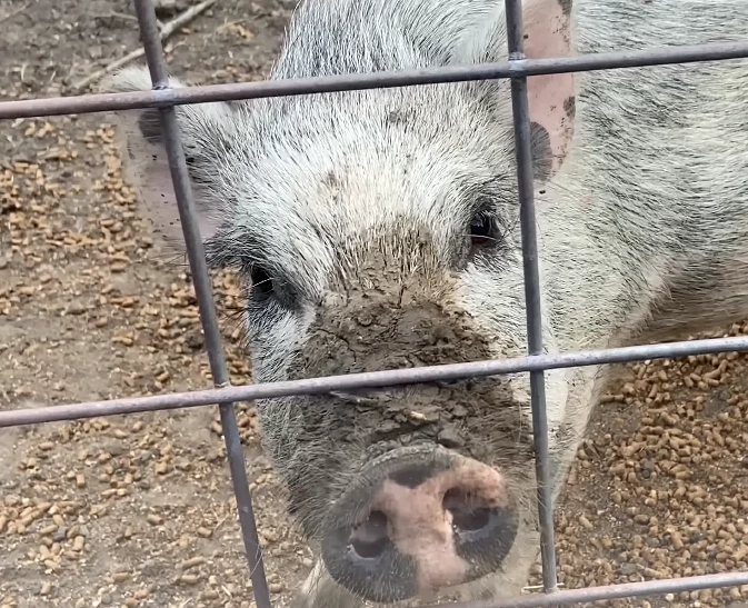 Hamilton | The Urban Rescue Ranch Wiki | Fandom