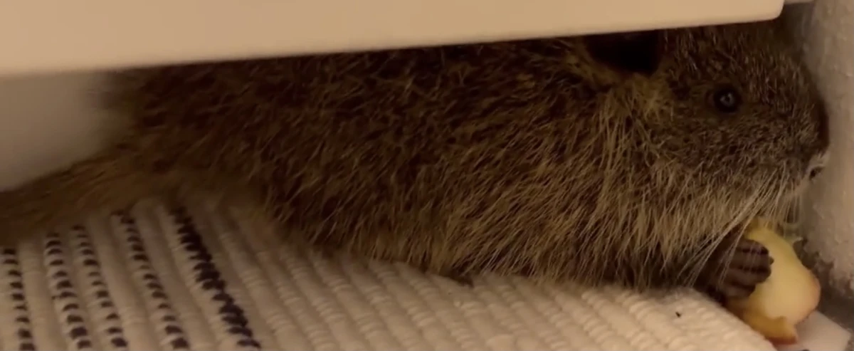 Niblerton/Gallery | The Urban Rescue Ranch Wiki | Fandom