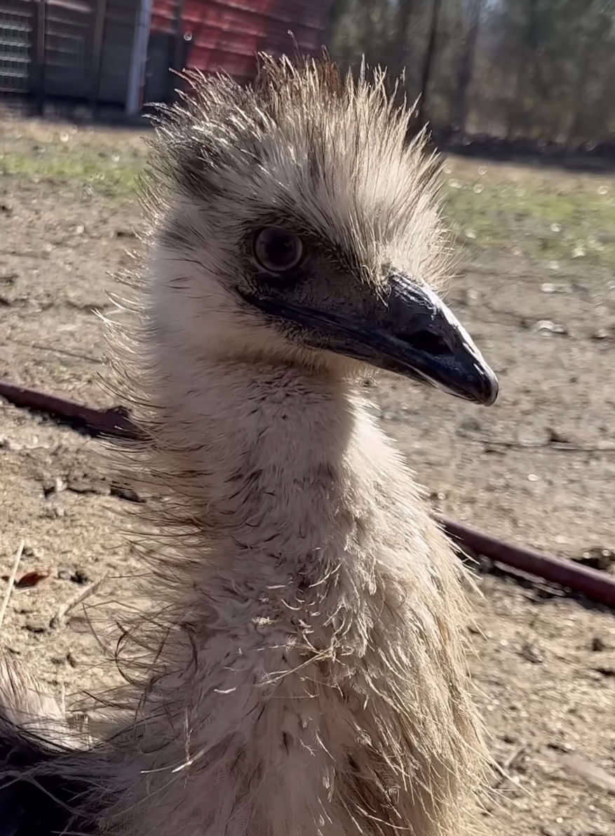 Chestnut | The Urban Rescue Ranch Wiki | Fandom