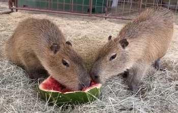 Gort & Quandale Dingle | The Urban Rescue Ranch Wiki | Fandom