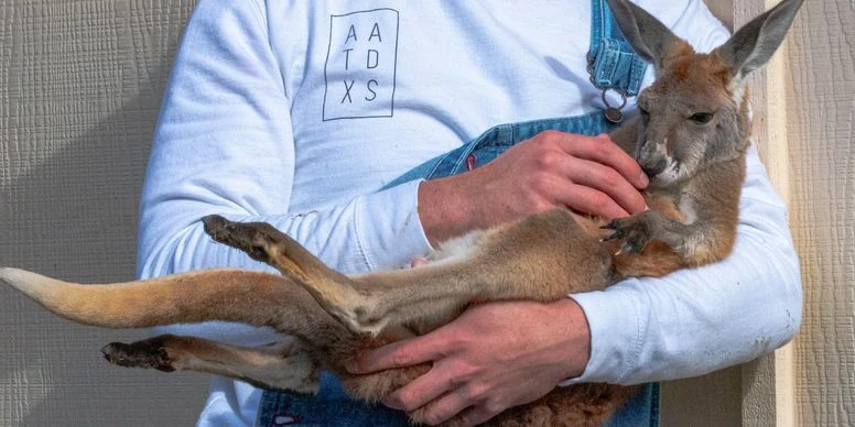 DaBaby/Gallery | The Urban Rescue Ranch Wiki | Fandom