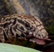 Mark Zuckerberg | The Urban Rescue Ranch Wiki | Fandom