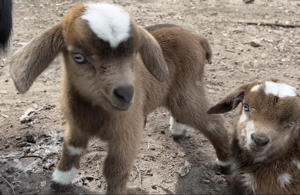 Twin Baby Goats | The Urban Rescue Ranch Wiki | Fandom