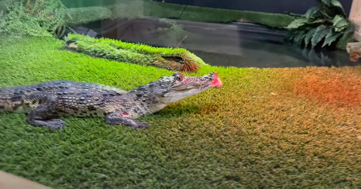 Gustavo Fring's Enclosure | The Urban Rescue Ranch Wiki | Fandom