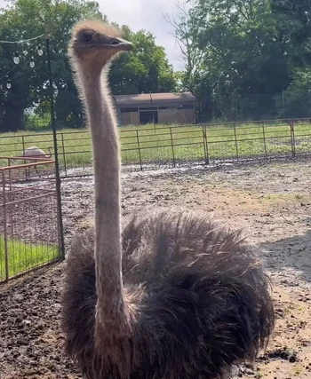 Homelander | The Urban Rescue Ranch Wiki | Fandom