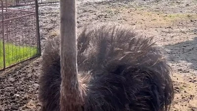 Discuss Everything About The Urban Rescue Ranch Wiki | Fandom