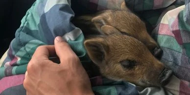 Peppa and Peppa | The Urban Rescue Ranch Wiki | Fandom