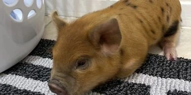 Nacho | The Urban Rescue Ranch Wiki | Fandom