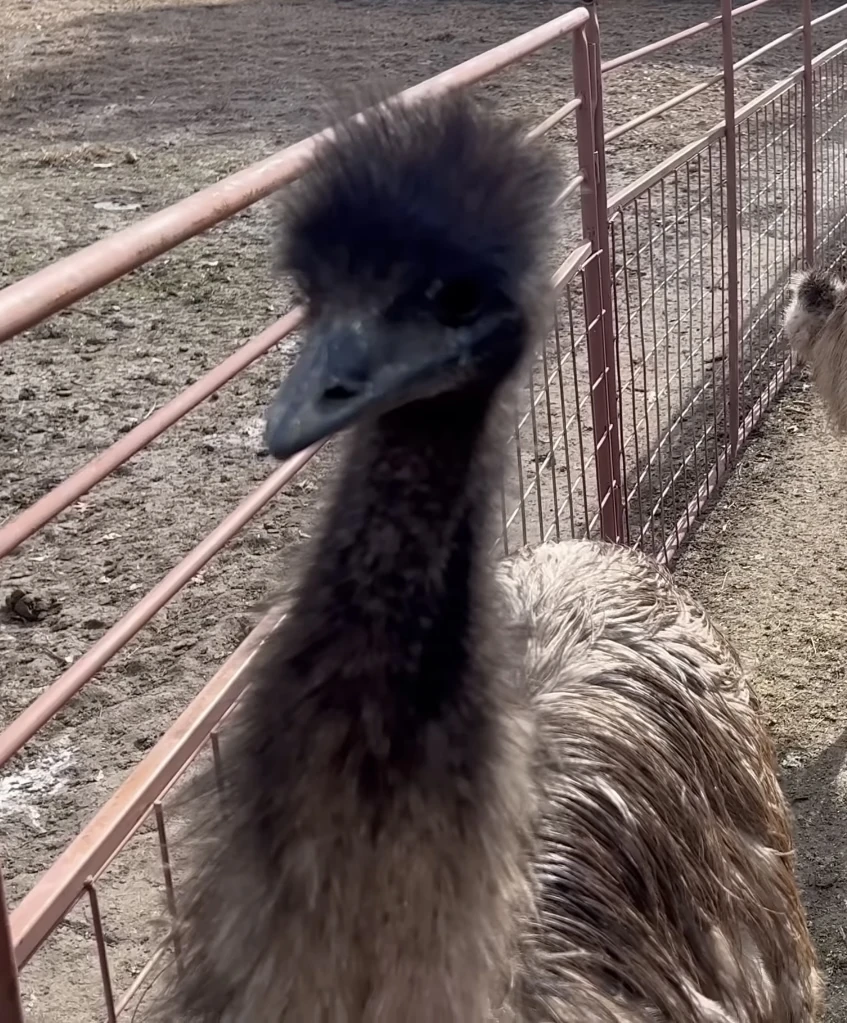 James Charles | The Urban Rescue Ranch Wiki | Fandom