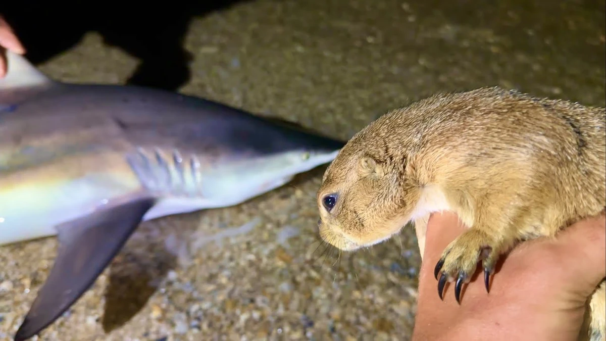 Why I used Big Ounce as shark bait (Apology Video) | The Urban Rescue ...