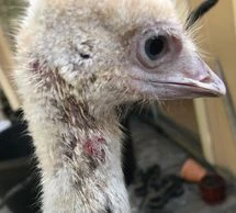 Prince Charming | The Urban Rescue Ranch Wiki | Fandom