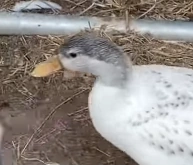 Timbit | The Urban Rescue Ranch Wiki | Fandom