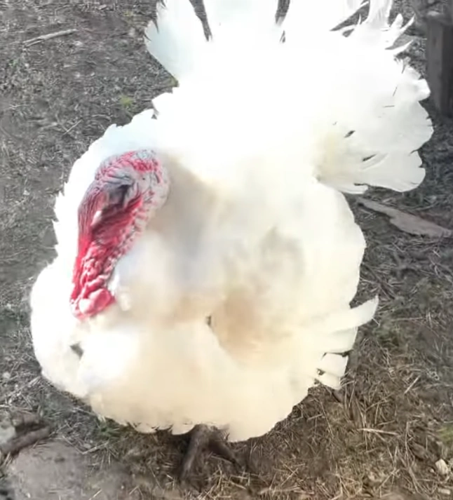 Discuss Everything About The Urban Rescue Ranch Wiki | Fandom