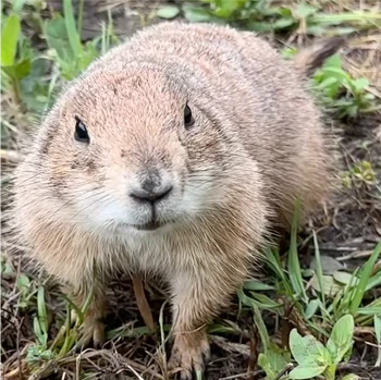 Mr. Mrs. Ounce | The Urban Rescue Ranch Wiki | Fandom