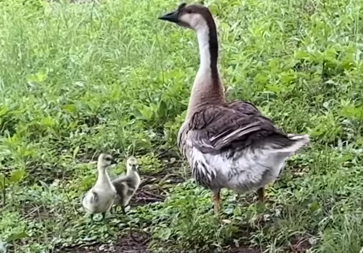 Drake | The Urban Rescue Ranch Wiki | Fandom