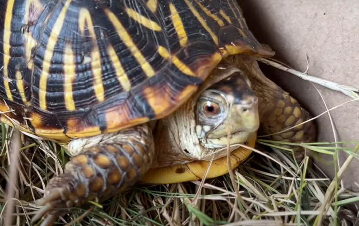 Tiny Oogway | The Urban Rescue Ranch Wiki | Fandom