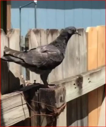 Juul Pod | The Urban Rescue Ranch Wiki | Fandom