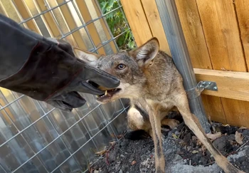 Coyote Arc | The Urban Rescue Ranch Wiki | Fandom