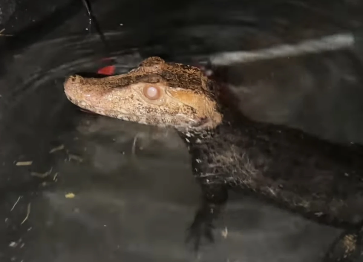 Baby Gronk | The Urban Rescue Ranch Wiki | Fandom