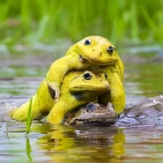 Indian Bullfrog | The Urban Rescue Ranch Wiki | Fandom