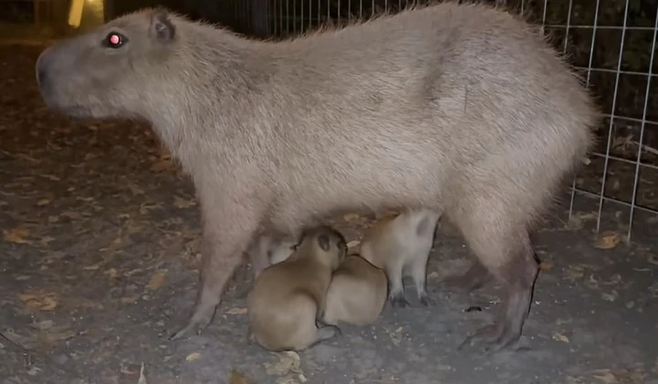 Baby Capybaras | The Urban Rescue Ranch Wiki | Fandom