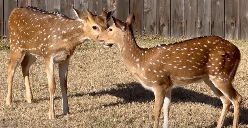 Axis Doe (BooBoo's Girlfriend) | The Urban Rescue Ranch Wiki | Fandom