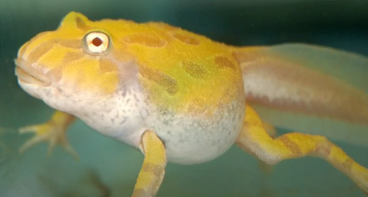Indian Bullfrog’s Son | The Urban Rescue Ranch Wiki | Fandom