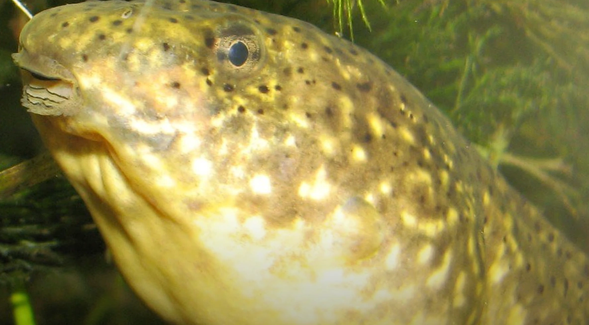 Indian Bullfrog’s Son | The Urban Rescue Ranch Wiki | Fandom