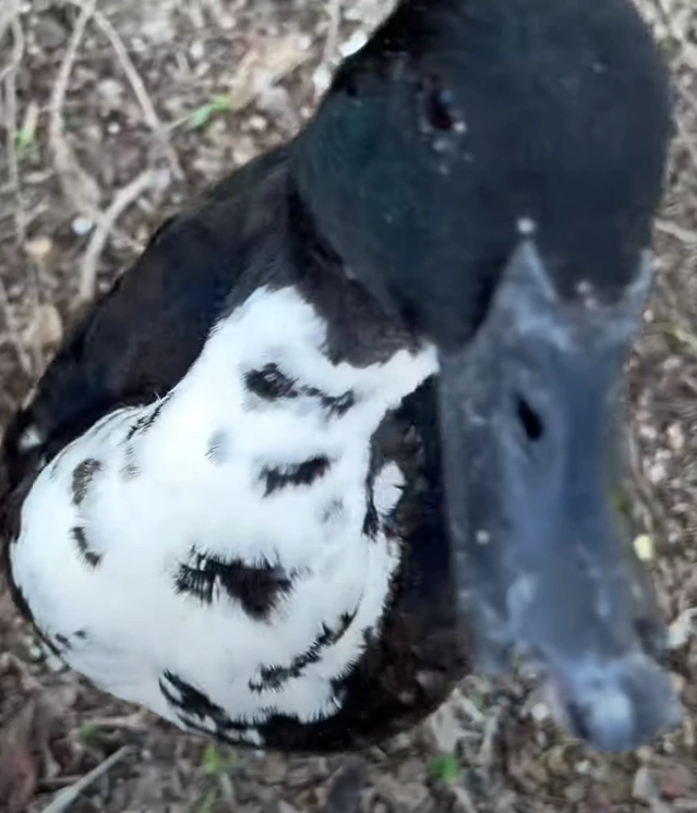 Tank (Duck) | The Urban Rescue Ranch Wiki | Fandom