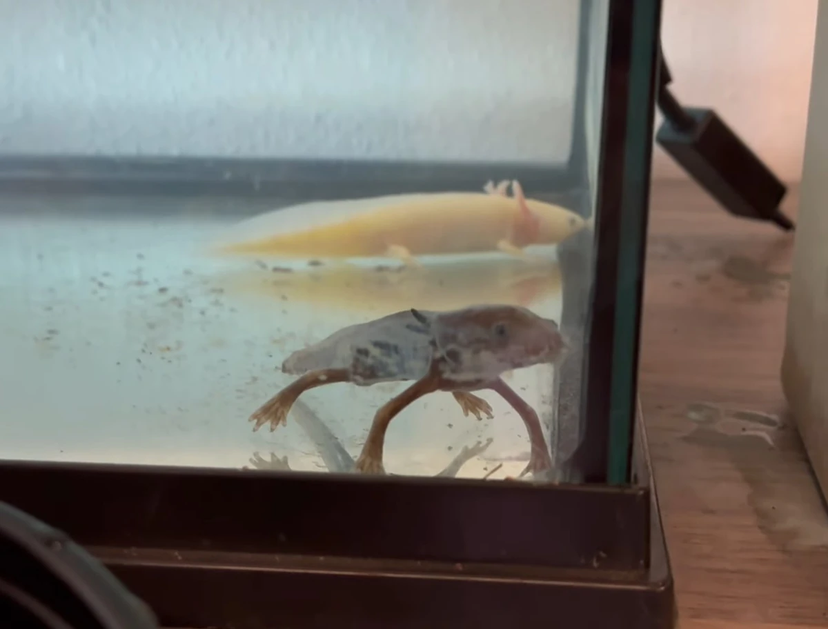 Rescued Axolotls | The Urban Rescue Ranch Wiki | Fandom