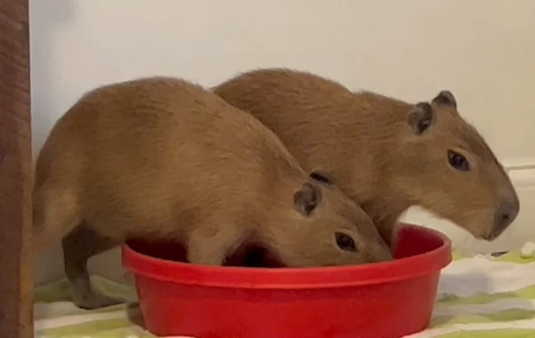 Gort & Quandale Dingle | The Urban Rescue Ranch Wiki | Fandom