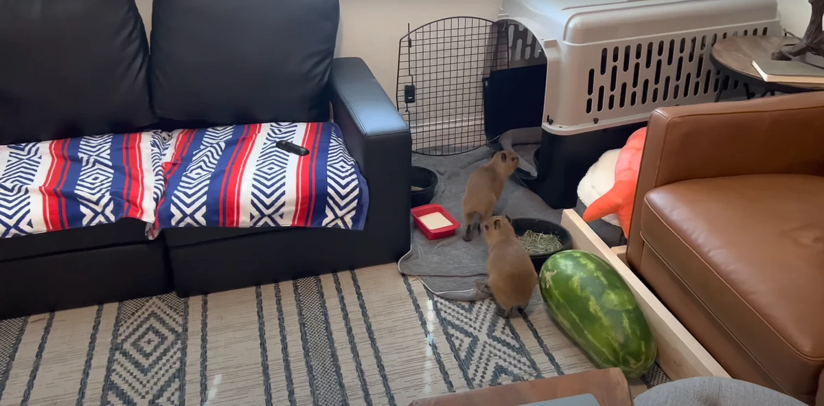 Crack House | The Urban Rescue Ranch Wiki | Fandom