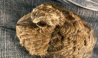 Borb | The Urban Rescue Ranch Wiki | Fandom