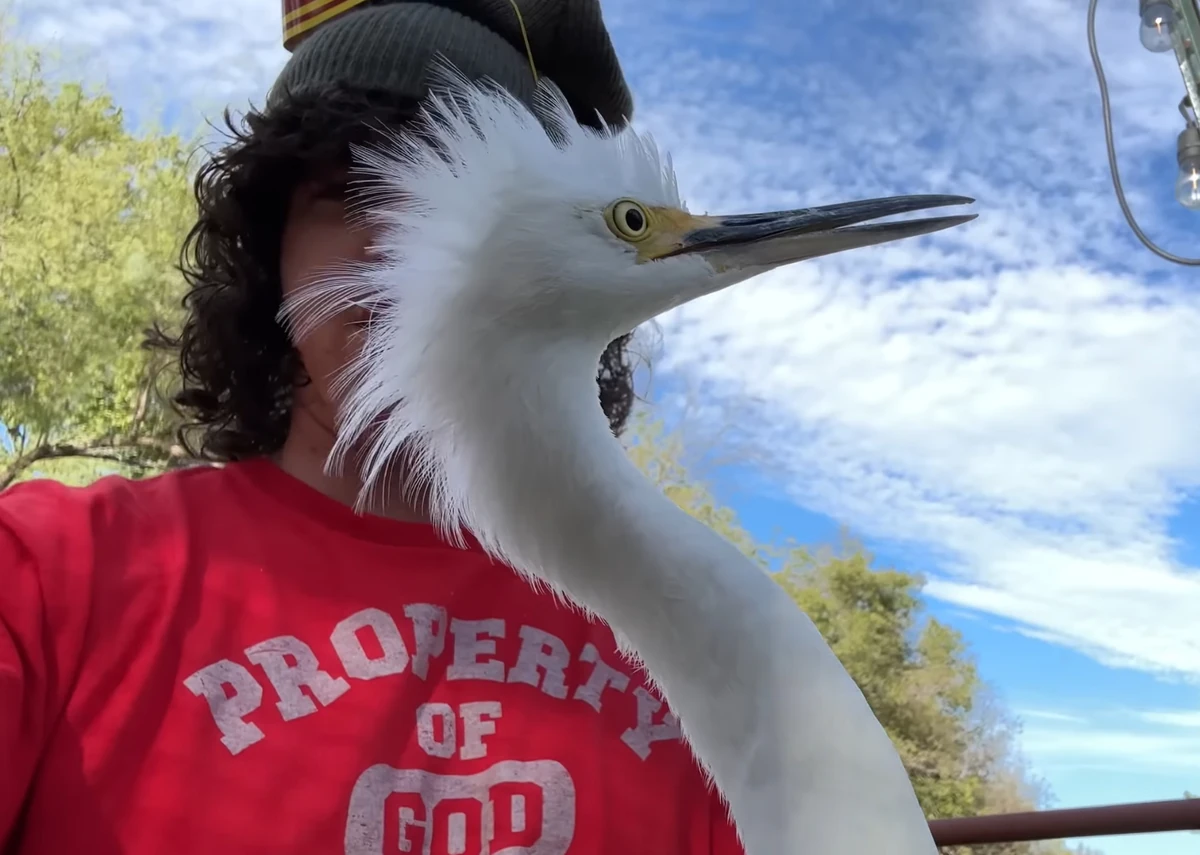 Snowy Egret | The Urban Rescue Ranch Wiki | Fandom