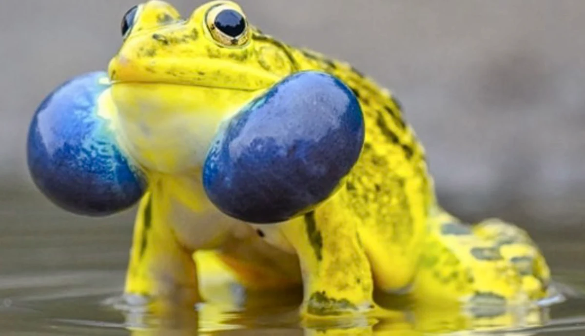 Indian Bullfrog | The Urban Rescue Ranch Wiki | Fandom