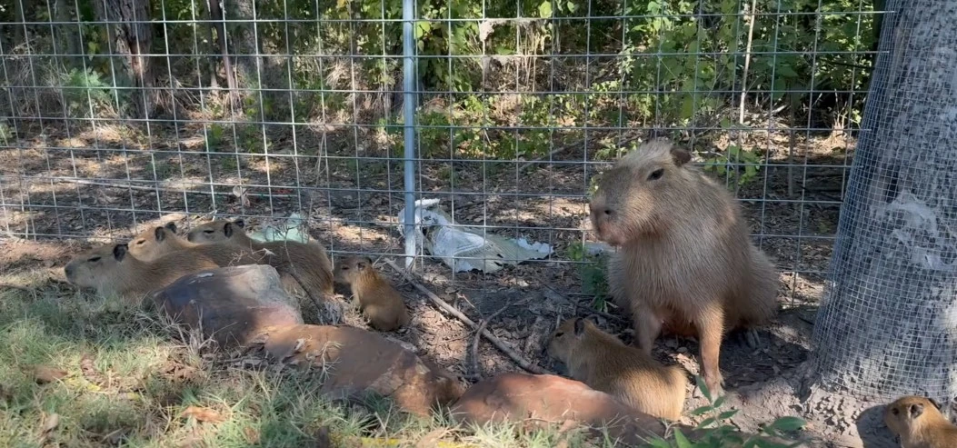 Baby Capybaras | The Urban Rescue Ranch Wiki | Fandom